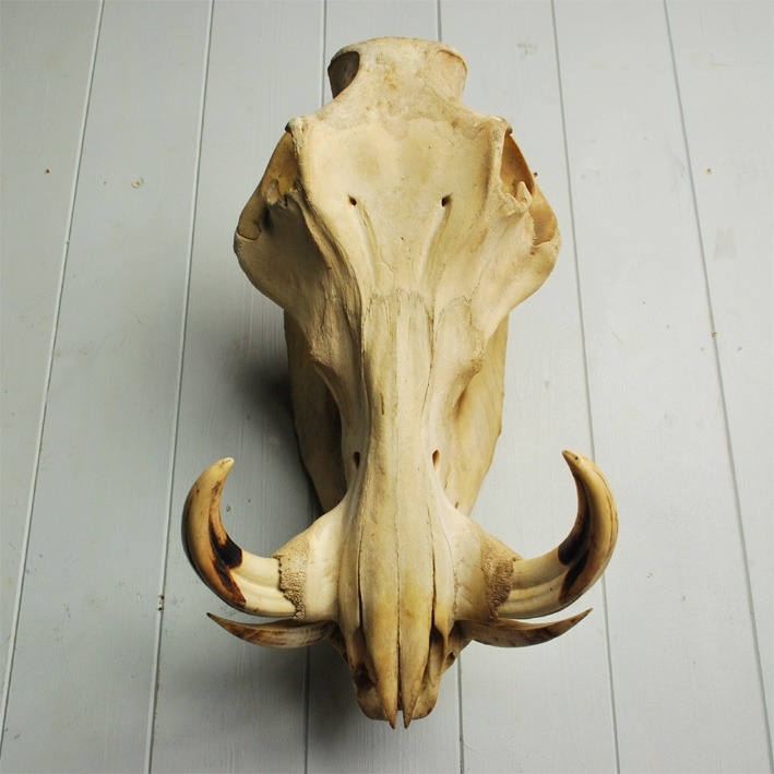 Warthog Skull - Vintage Taxidermy - Original House